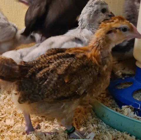 Our Breeds - Libbys Heritage Chickens